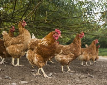 Chicken Mites & Northern Fowl Mites: Controlling Infestations ...